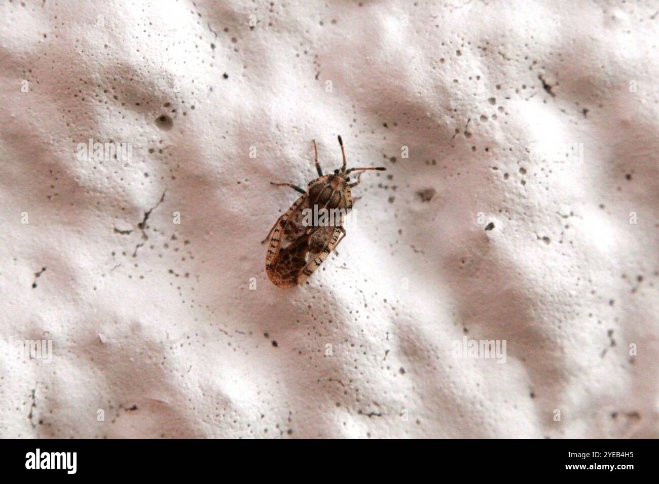 Spear thistle lacebug hi-res stock photography and images - Alamy