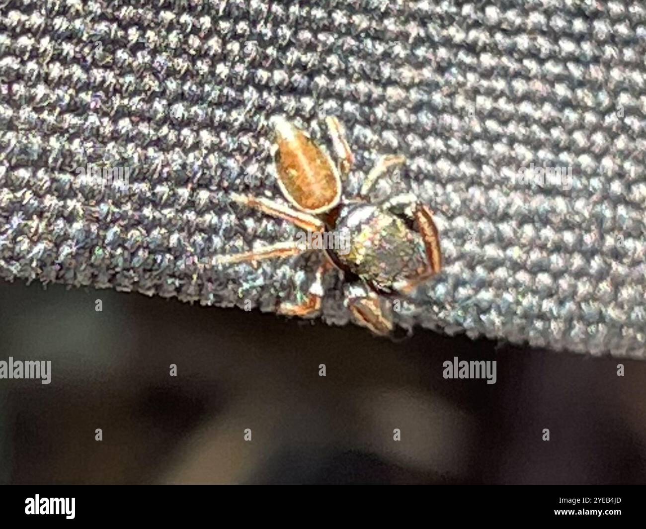 Buttonhook Leafbeetle Jumping Spider (Sassacus vitis Stock Photo - Alamy