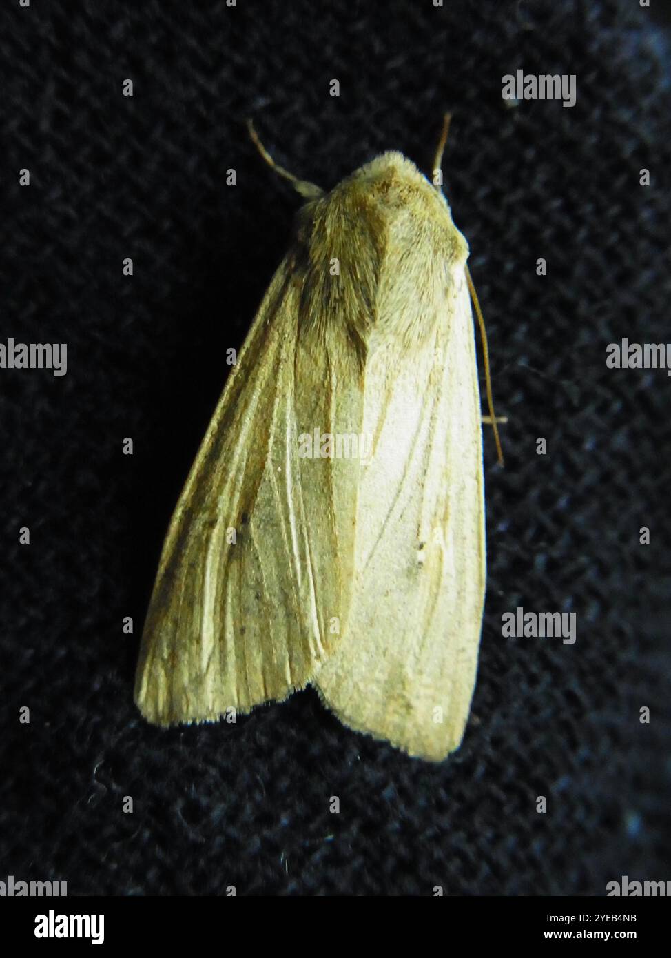 Northern armyworm (Mythimna separata Stock Photo - Alamy