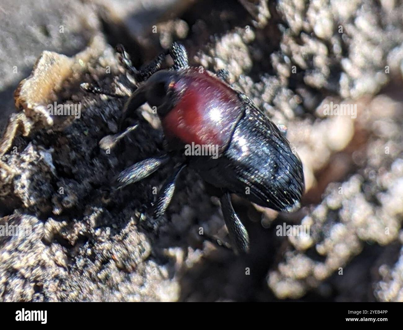 Wavy Flower Weevil (Madarellus undulatus Stock Photo - Alamy