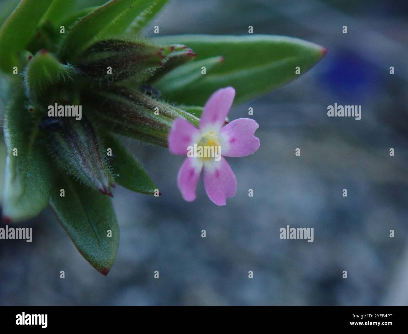 slender phlox (Microsteris gracilis Stock Photo - Alamy