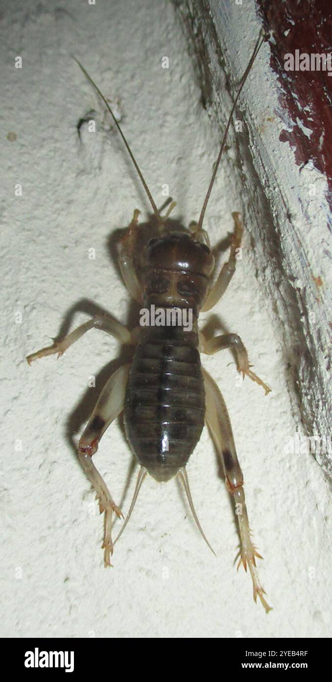 True Crickets and Allies (Grylloidea Stock Photo - Alamy