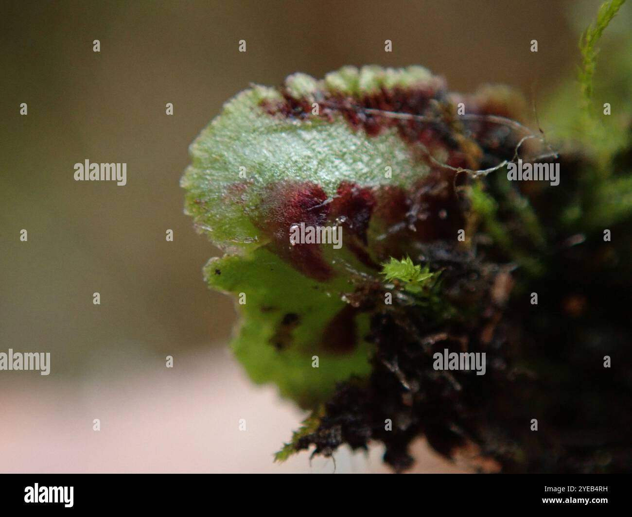 Hemisphaeric Liverwort (Reboulia hemisphaerica Stock Photo - Alamy