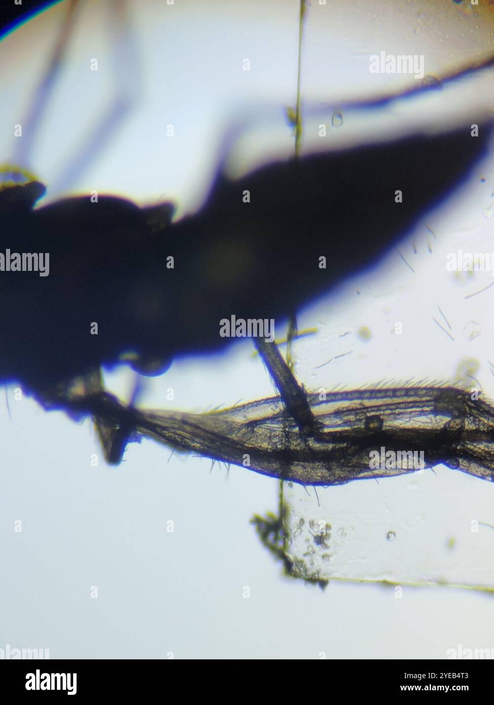 Non-biting Midges (Chironomidae Stock Photo - Alamy