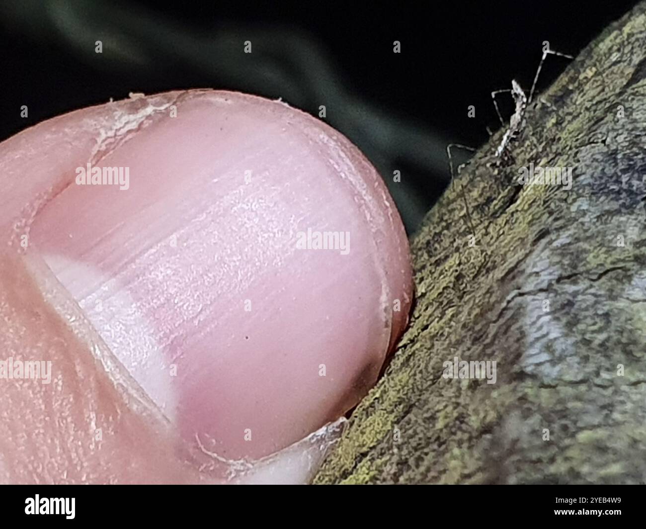 Thread-legged Bugs (Emesinae Stock Photo - Alamy