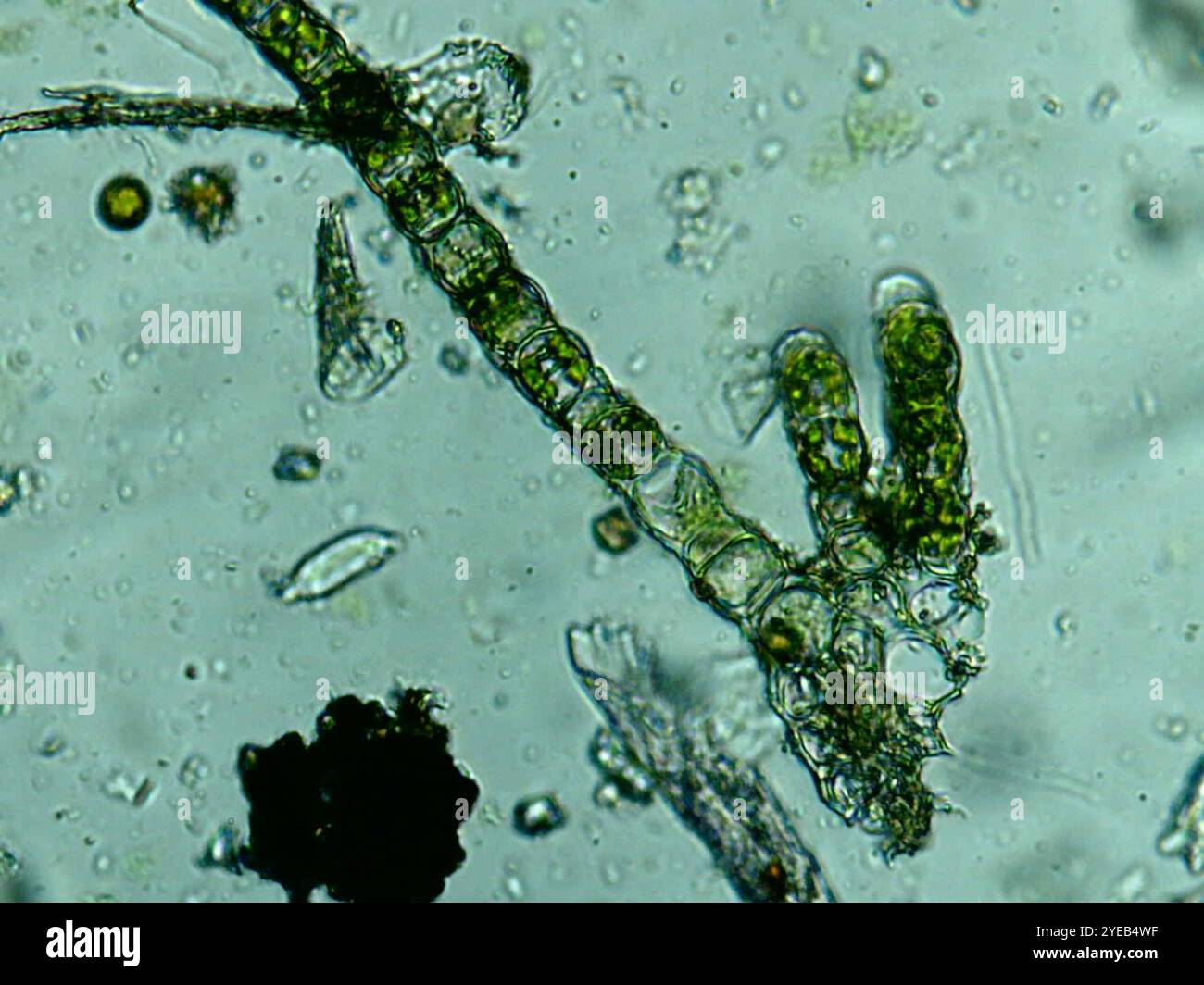 Wavy Starburst Moss (Atrichum altecristatum Stock Photo - Alamy