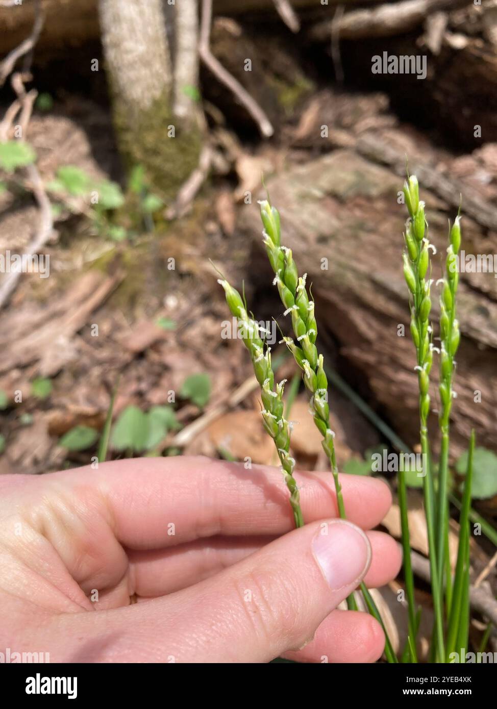 White-grained Mountain-ricegrass (Oryzopsis asperifolia Stock Photo - Alamy