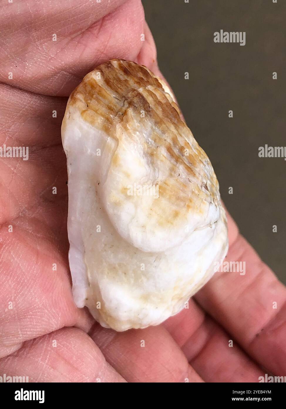 Giant Rock Scallop (Crassadoma gigantea Stock Photo - Alamy
