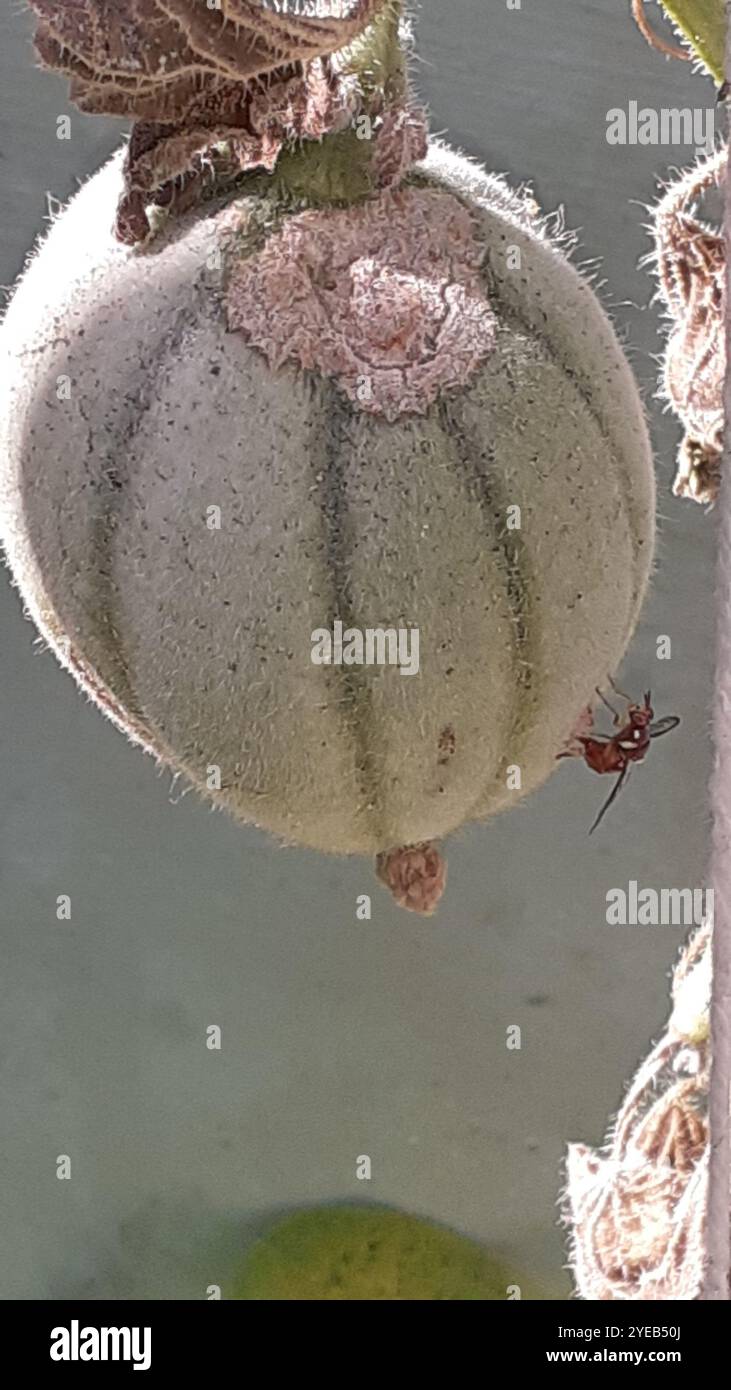 Cucurbit Fruit Flies (Dacinae Stock Photo - Alamy