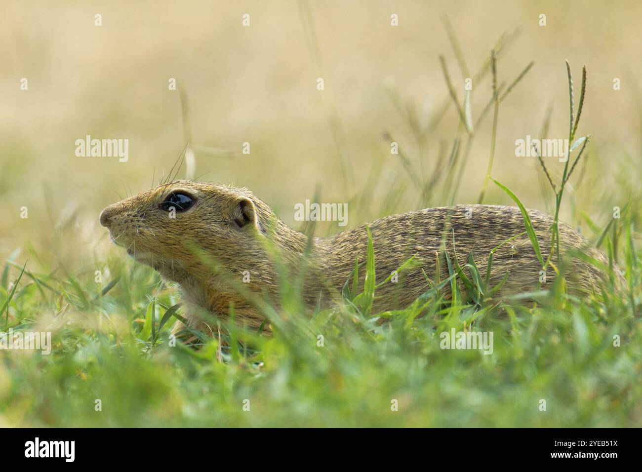 Portrait of a european Ground Squirrel (Spermophilus citellus) also ...
