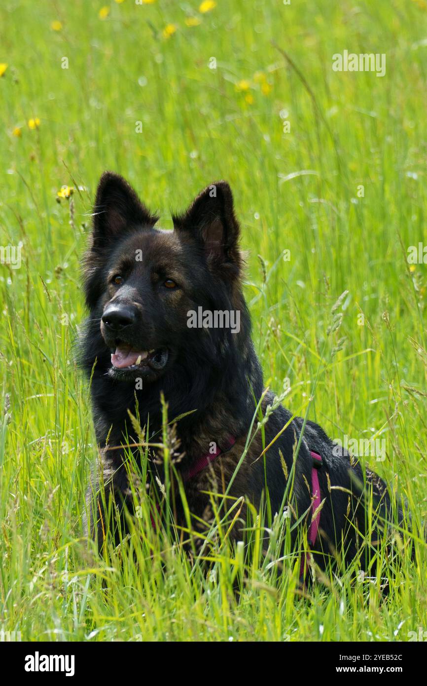 a beautiful purebred german shepard dog sitting in the grassland during ...