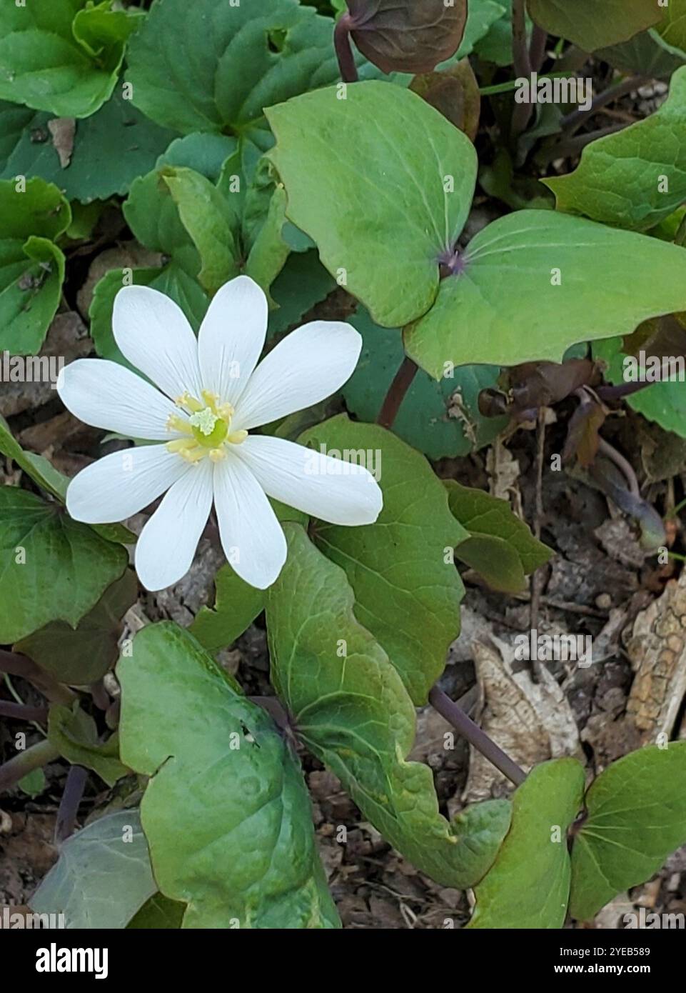 Jeffersonia diphylla hi-res stock photography and images - Alamy