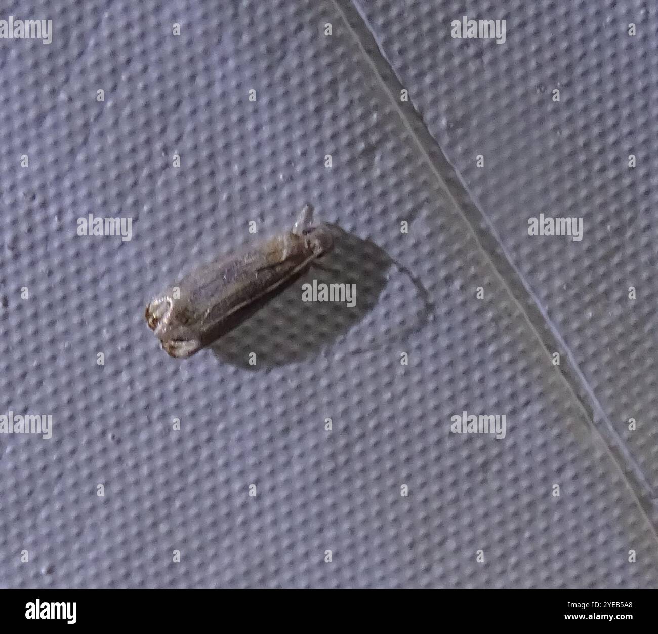 Hawaiian Dancing Moth (Dryadaula terpsichorella Stock Photo - Alamy