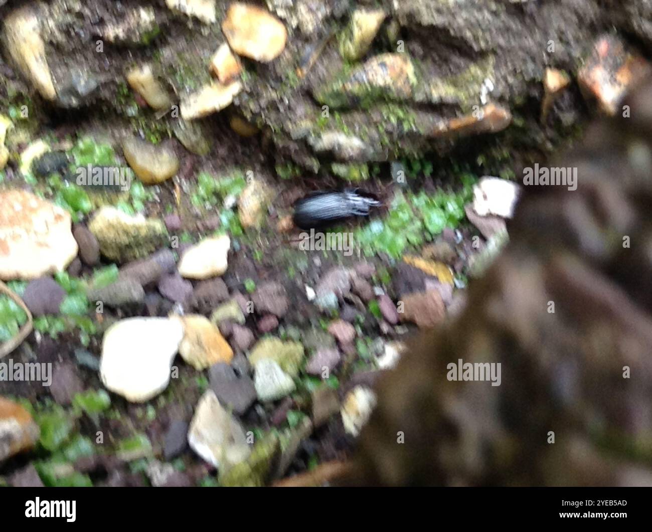 Gazelle Beetles (Nebria Stock Photo - Alamy