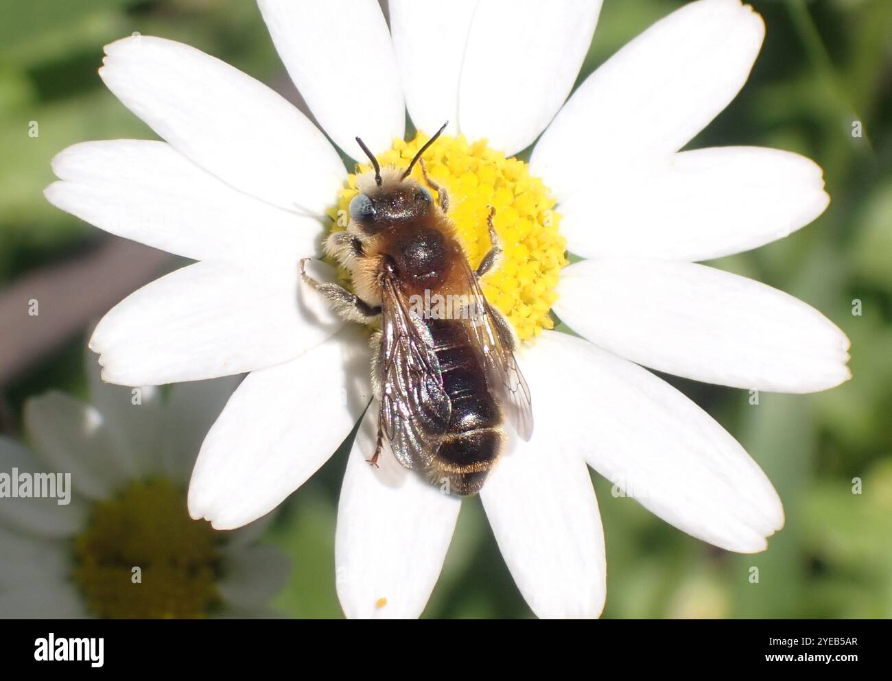 Small Mason Bees (Hoplitis Stock Photo - Alamy