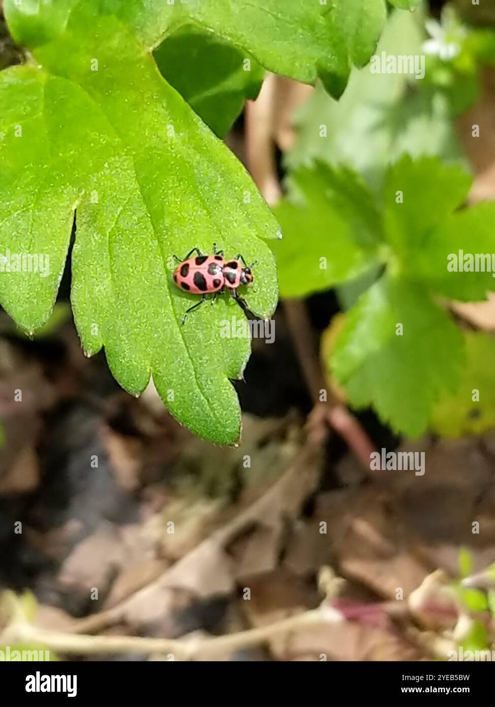 Spotted Pink Lady Beetle (Coleomegilla maculata Stock Photo - Alamy