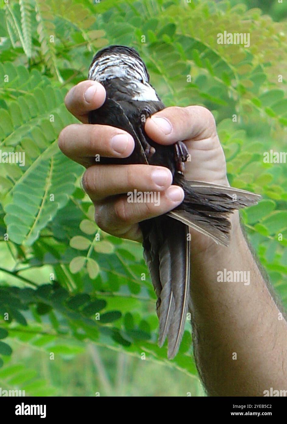 White-collared Swift (Streptoprocne zonaris Stock Photo - Alamy