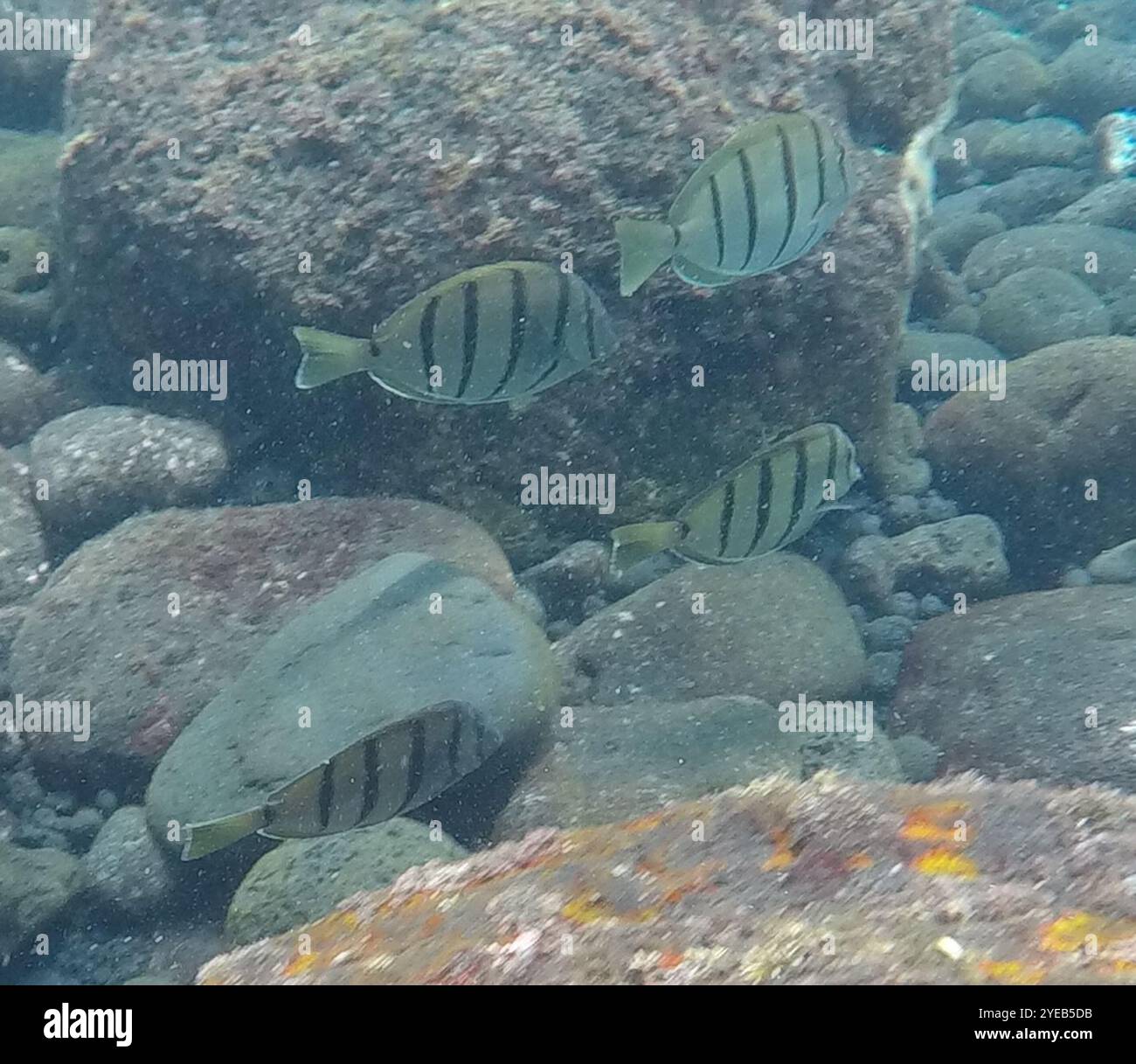 Convict Surgeonfish (Acanthurus triostegus Stock Photo - Alamy
