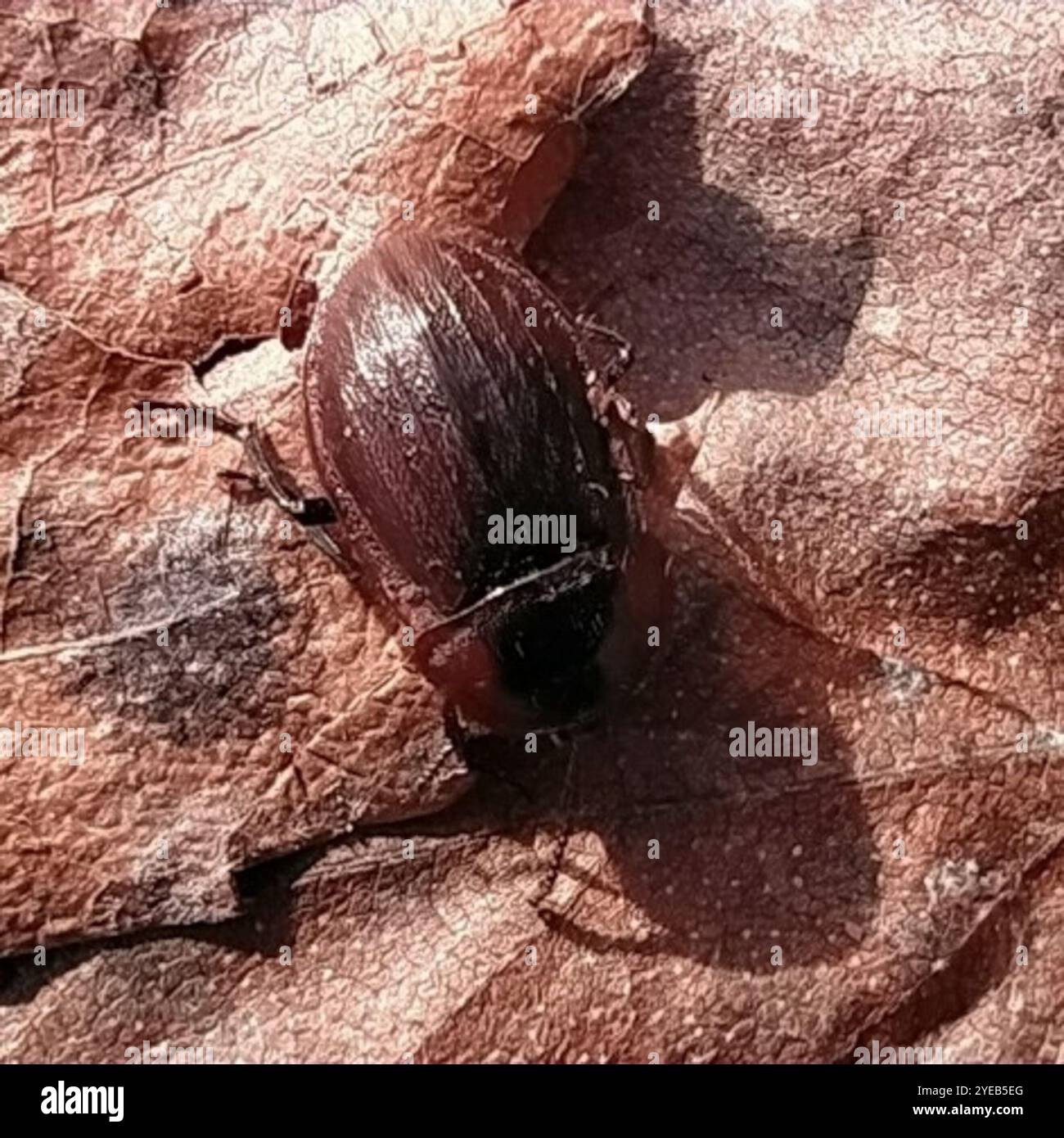 Black snail beetle (Phosphuga atrata Stock Photo - Alamy