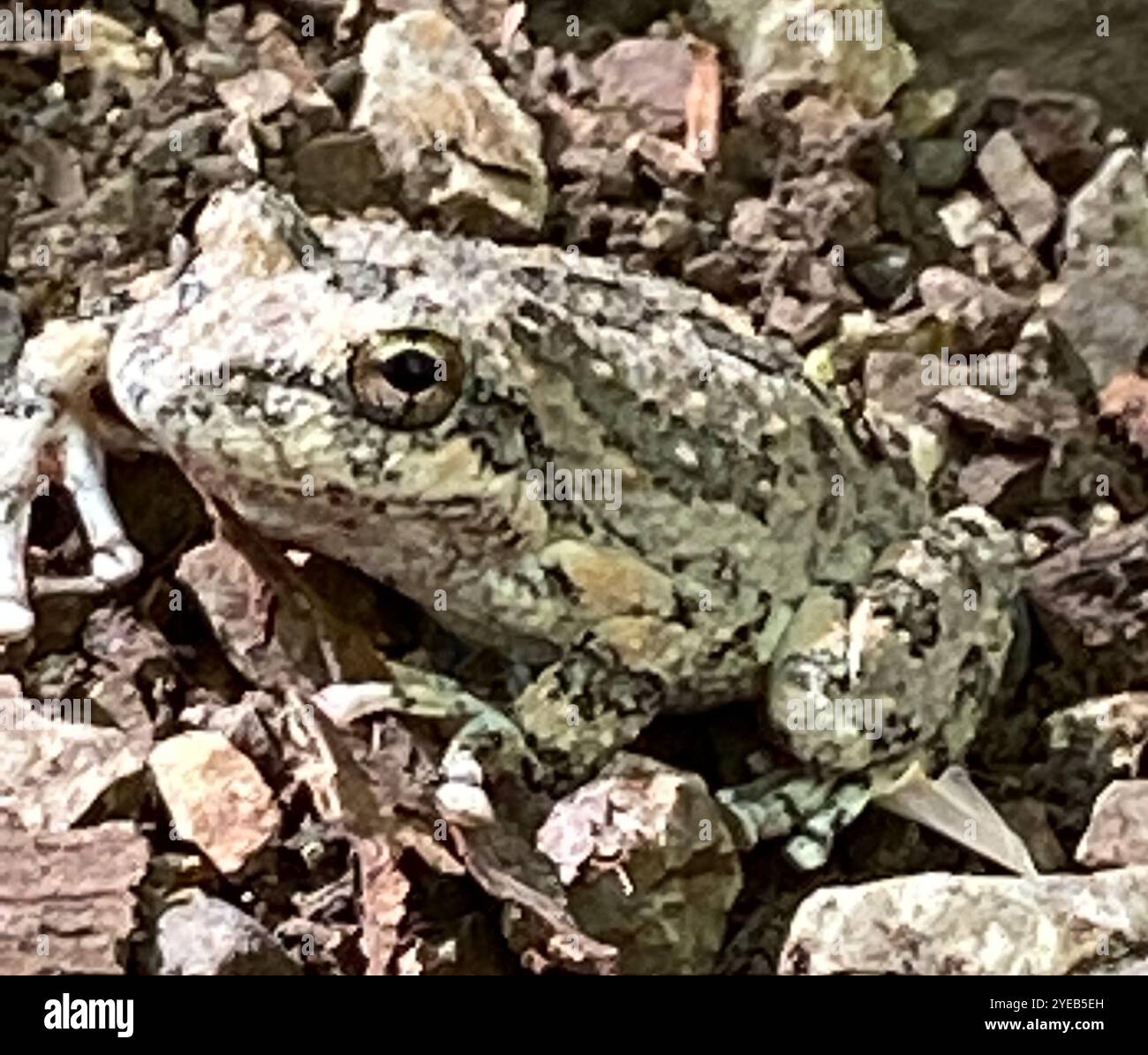 Cadaverina hi-res stock photography and images - Alamy