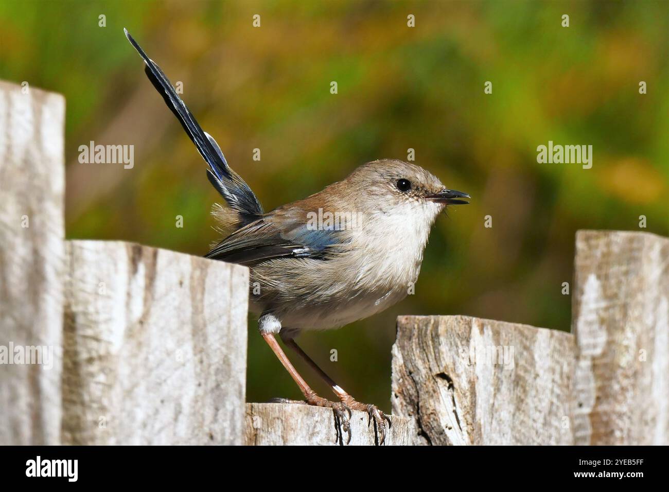 Superb Fairywren (Malurus cyaneus Stock Photo - Alamy