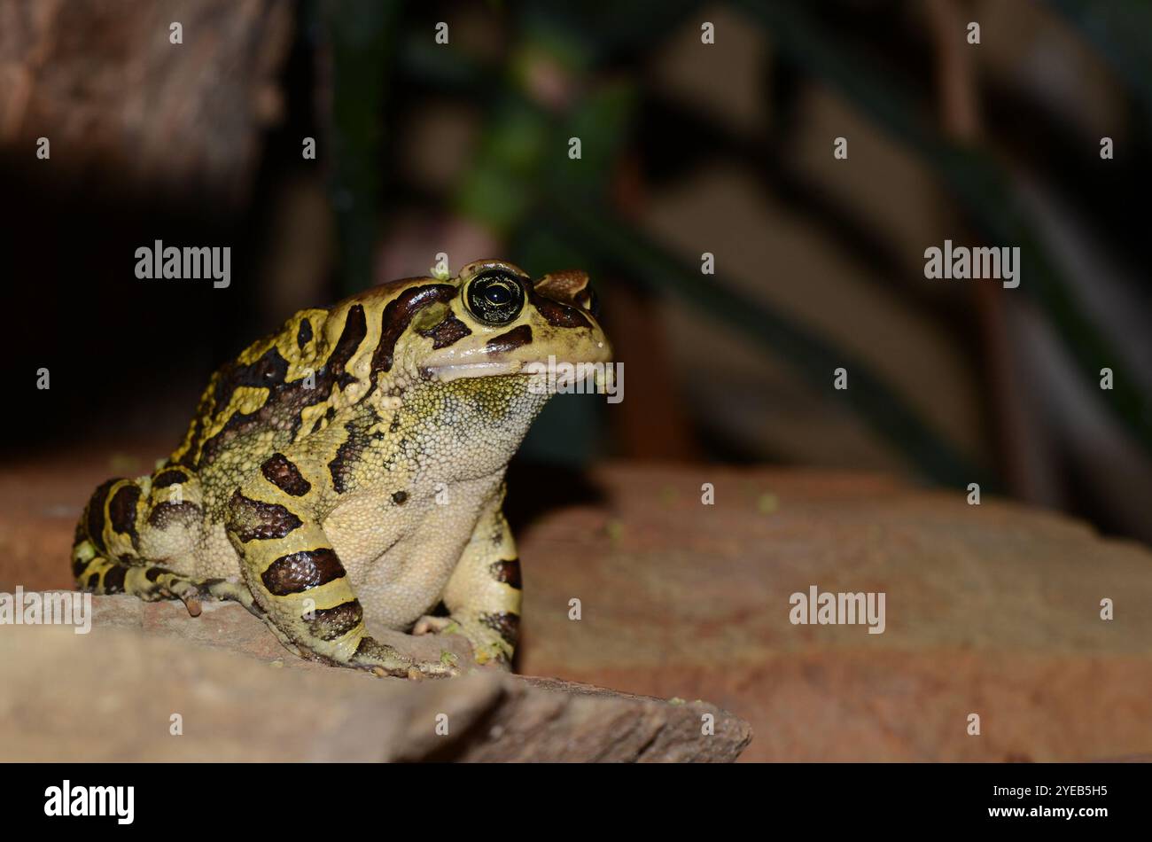 Western Leopard Toad (Sclerophrys pantherina Stock Photo - Alamy