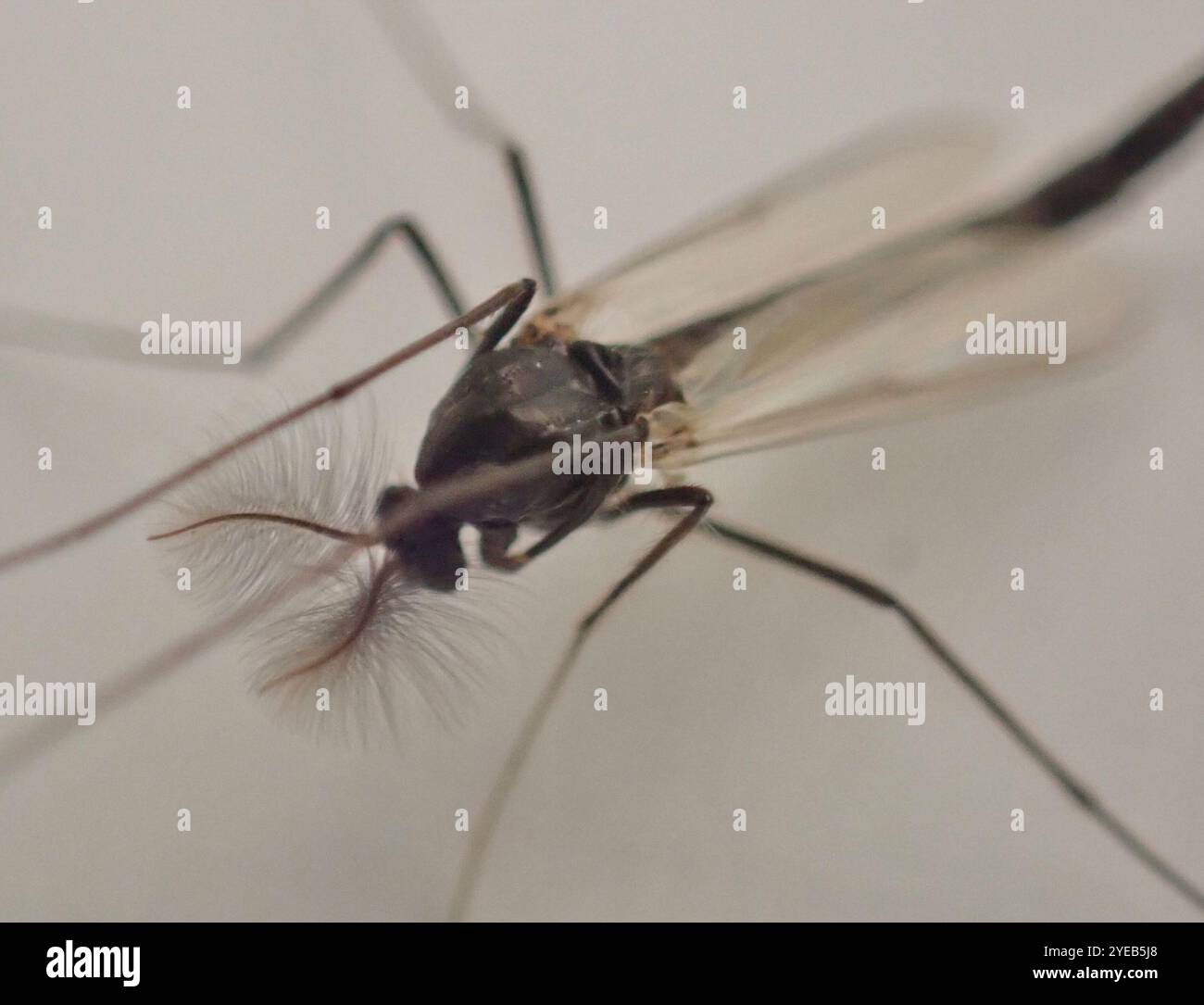 Non-biting Midges (Chironomidae Stock Photo - Alamy