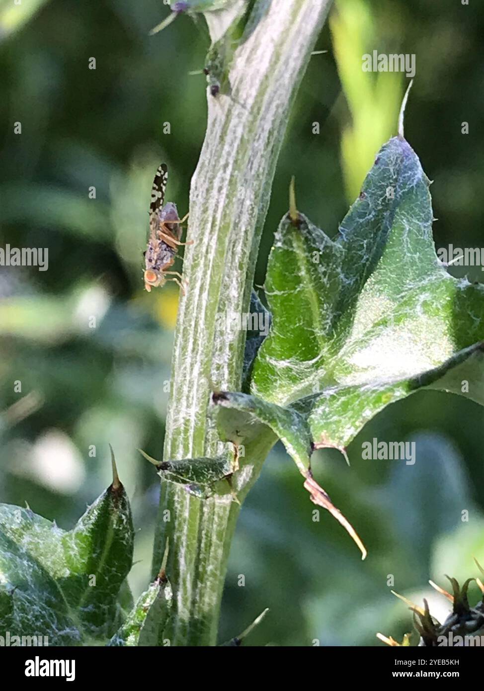Sunflower Seed Maggot (Neotephritis finalis Stock Photo - Alamy