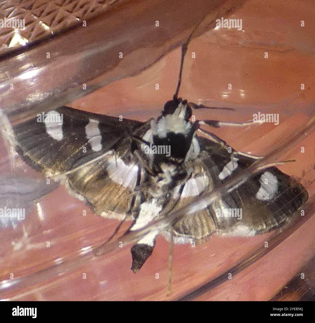 Grape leaffolder moth hi-res stock photography and images - Alamy