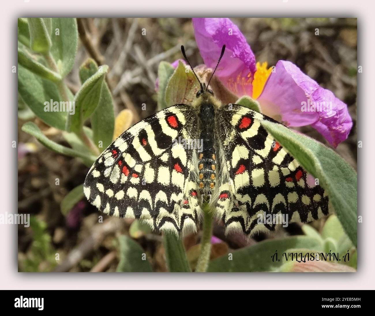 Spanish Festoon (Zerynthia rumina Stock Photo - Alamy