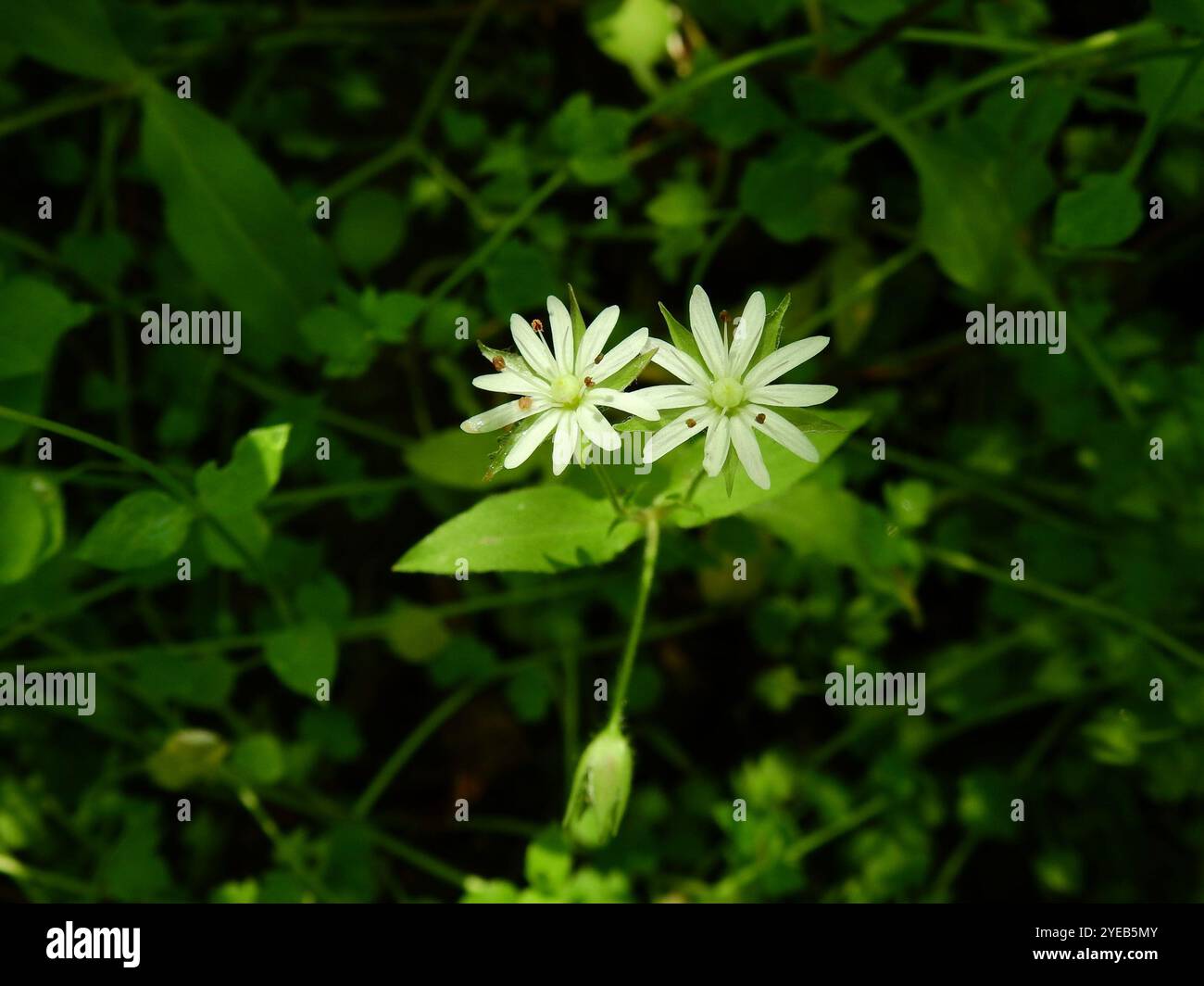 star chickweed (Stellaria pubera Stock Photo - Alamy