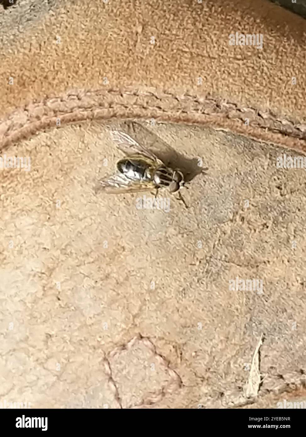 Copperback Flies (Ferdinandea Stock Photo - Alamy