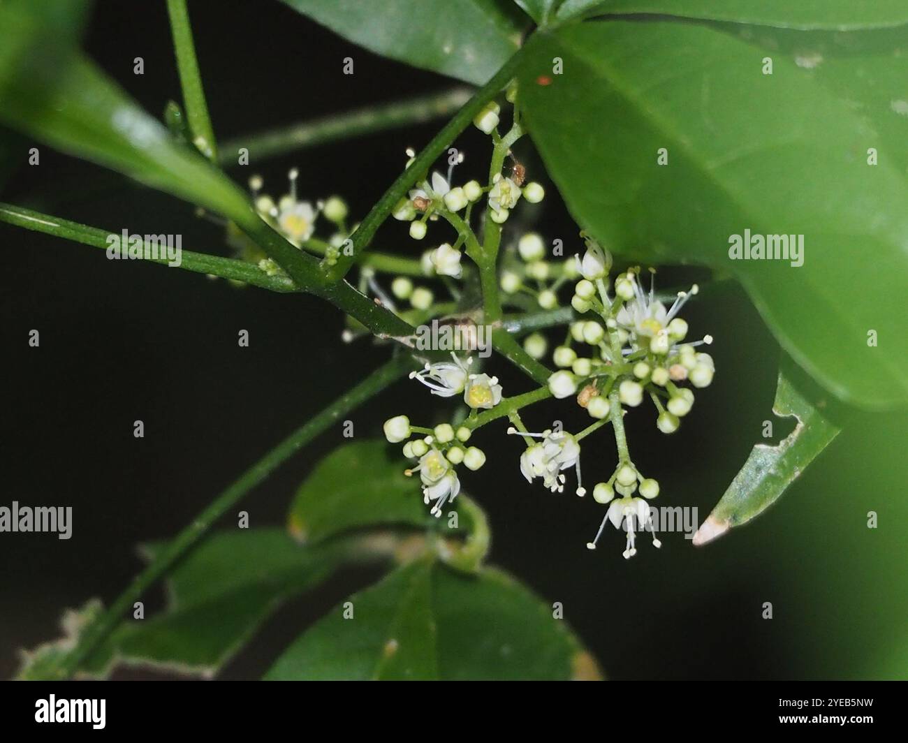 Thin-Evodia (Melicope pteleifolia Stock Photo - Alamy