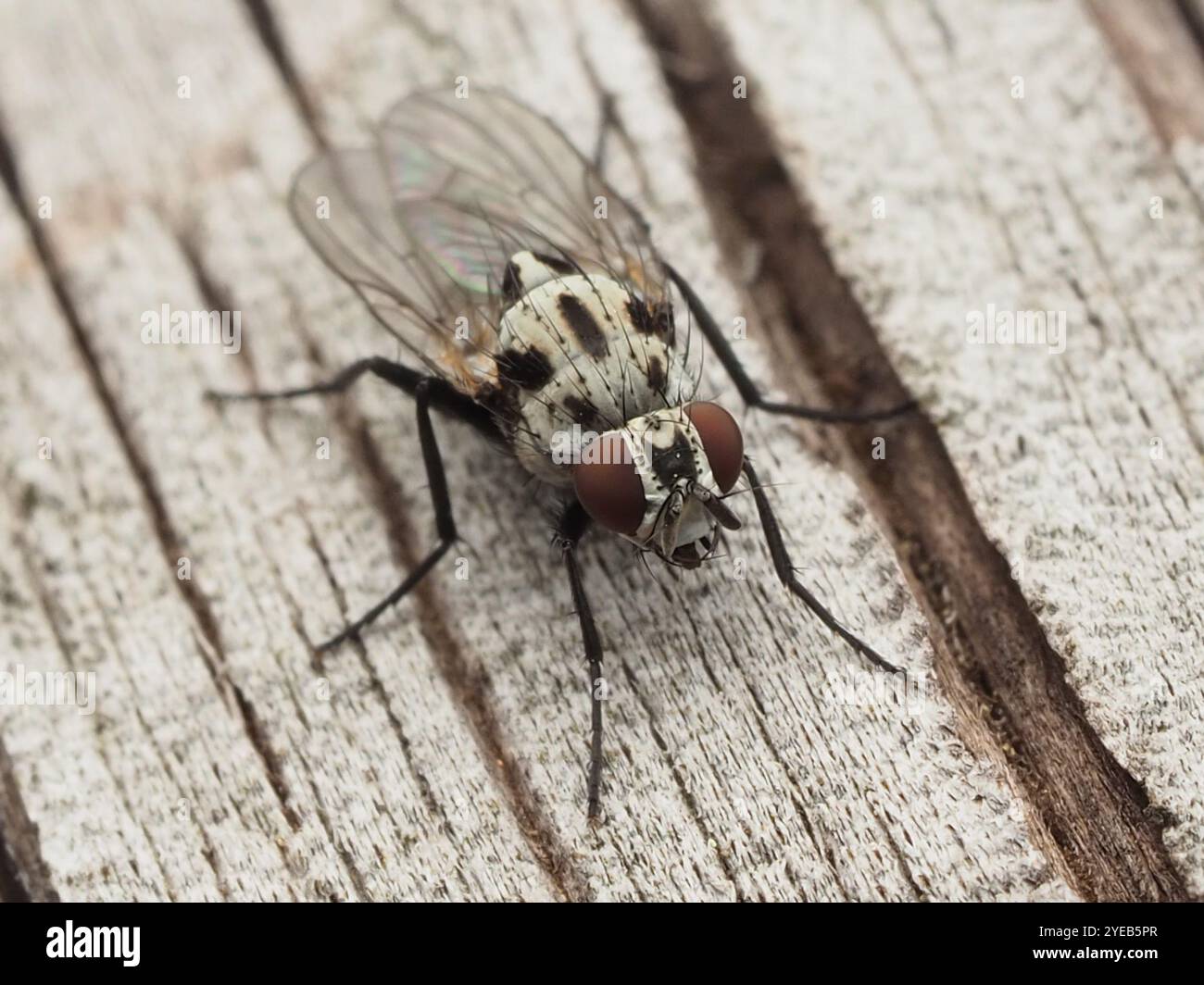 Anthomyia pluvialis hi-res stock photography and images - Alamy
