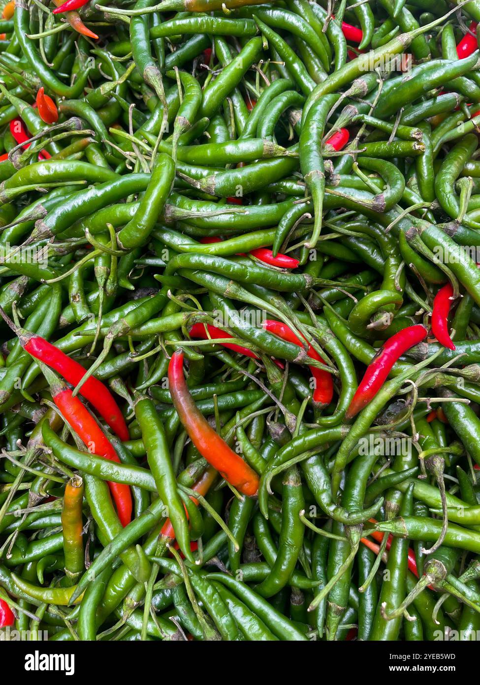 Fresh red and green chilli.this photo was taken from Bangladesh Stock ...