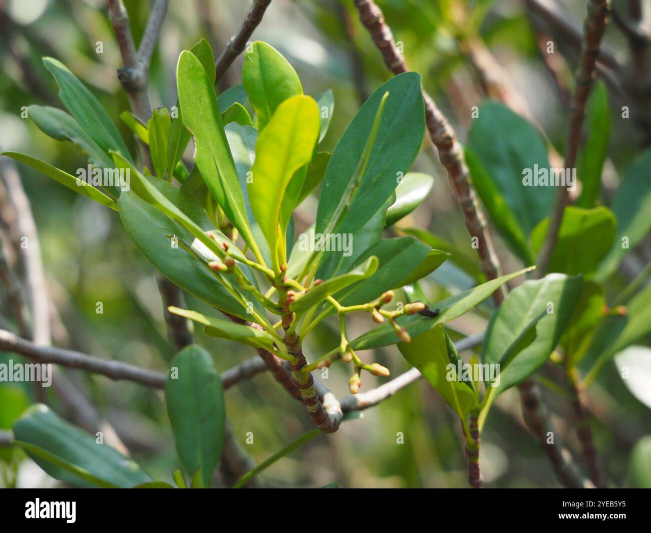 Kandelia hi-res stock photography and images - Alamy