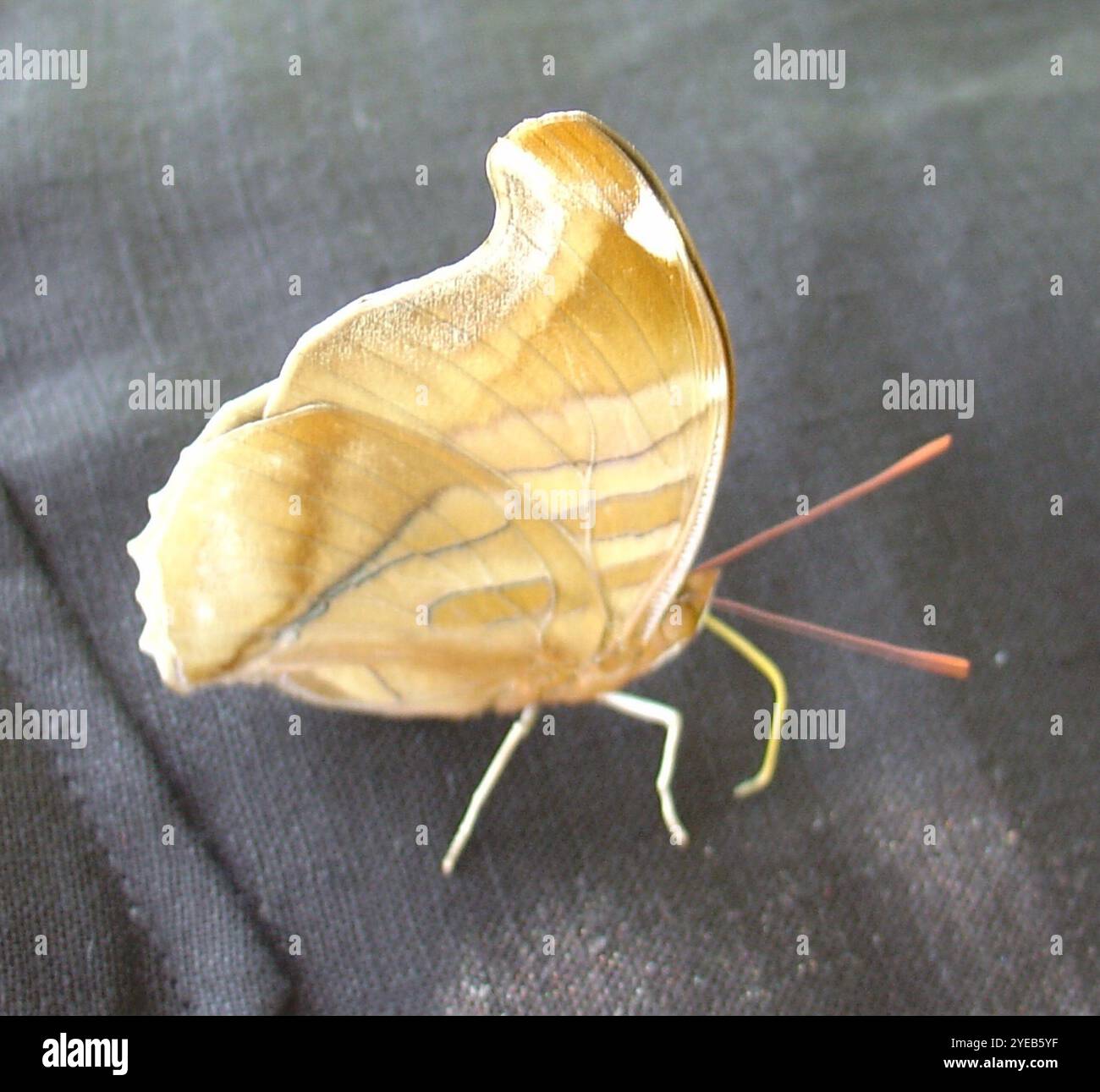 Odius hi-res stock photography and images - Alamy