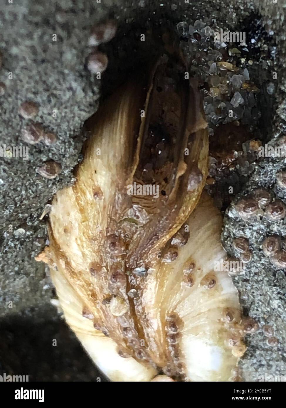 Penitella penita hi-res stock photography and images - Alamy