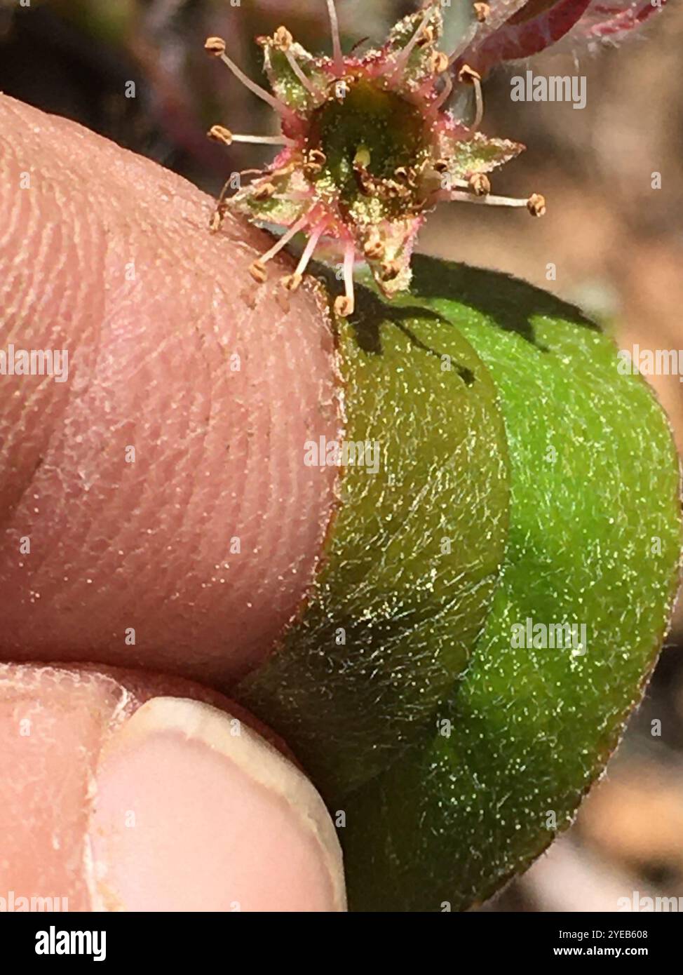 Running Serviceberry (Amelanchier stolonifera Stock Photo - Alamy