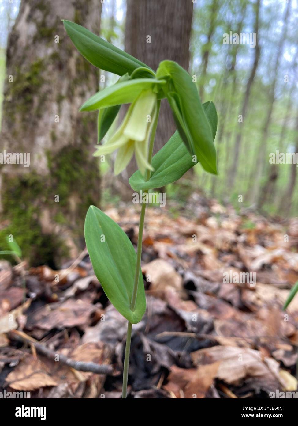 perfoliate bellwort (Uvularia perfoliata Stock Photo - Alamy