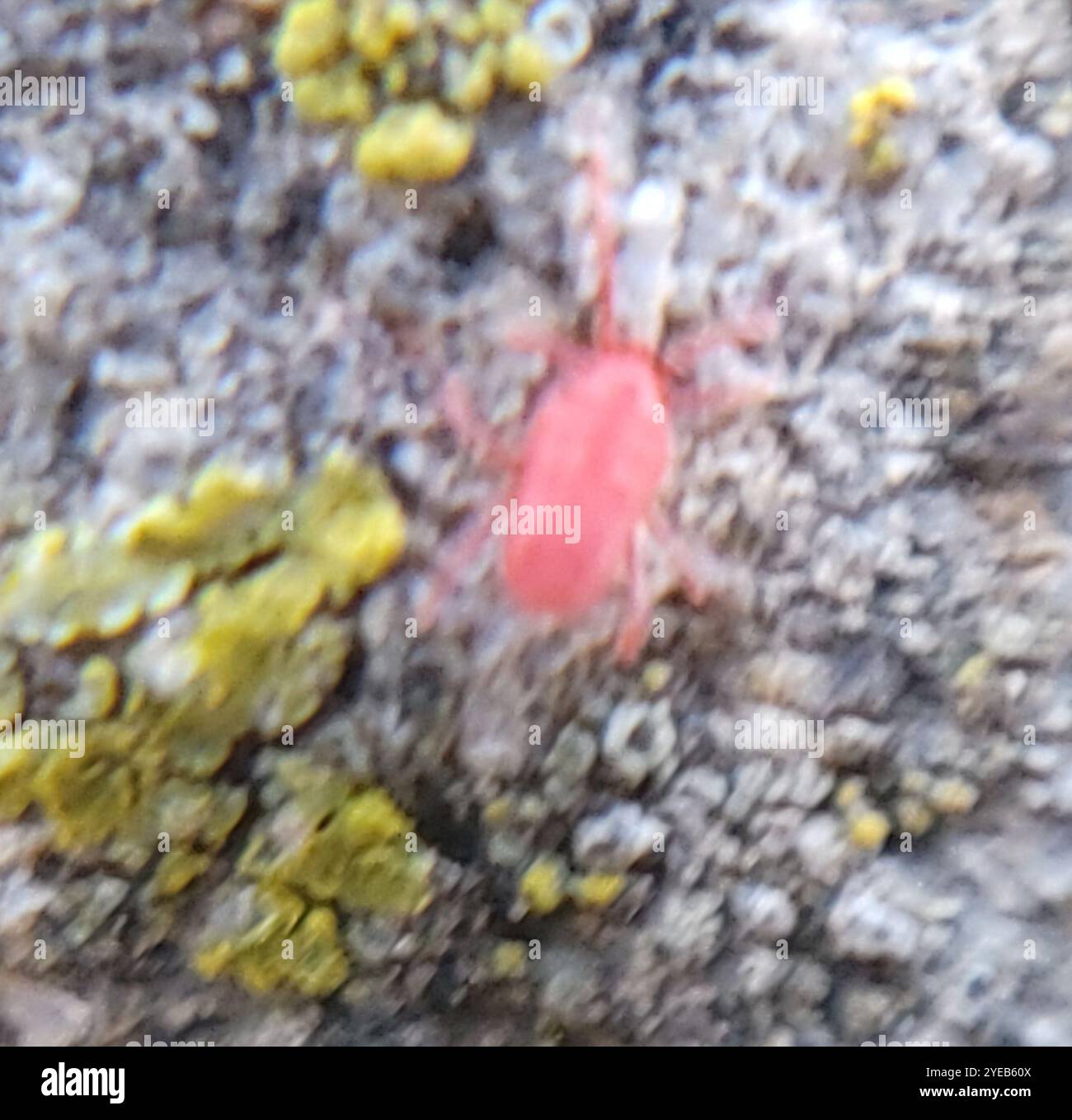 Sidewalk Mites (Balaustium Stock Photo - Alamy