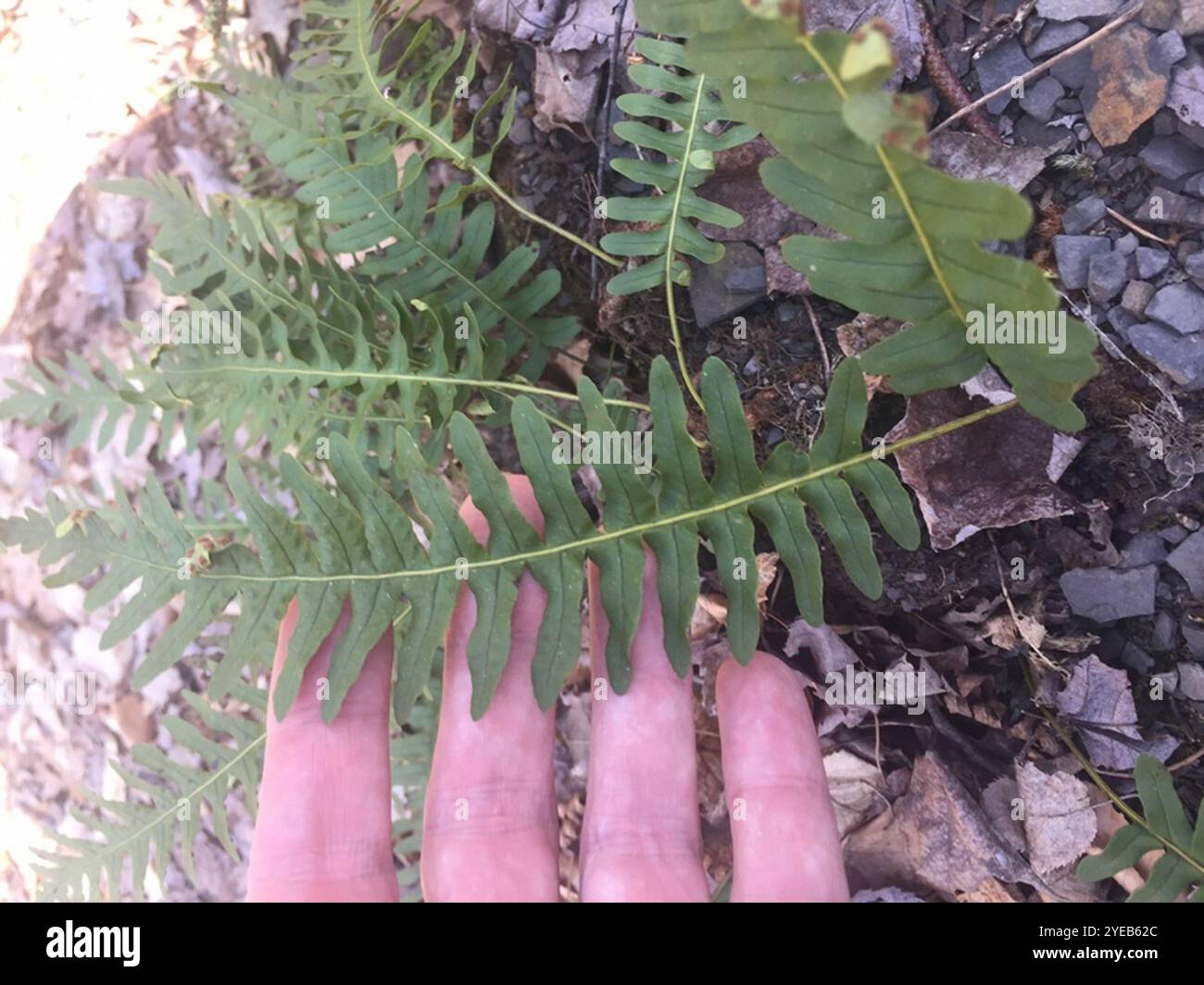 rock polypody (Polypodium virginianum Stock Photo - Alamy