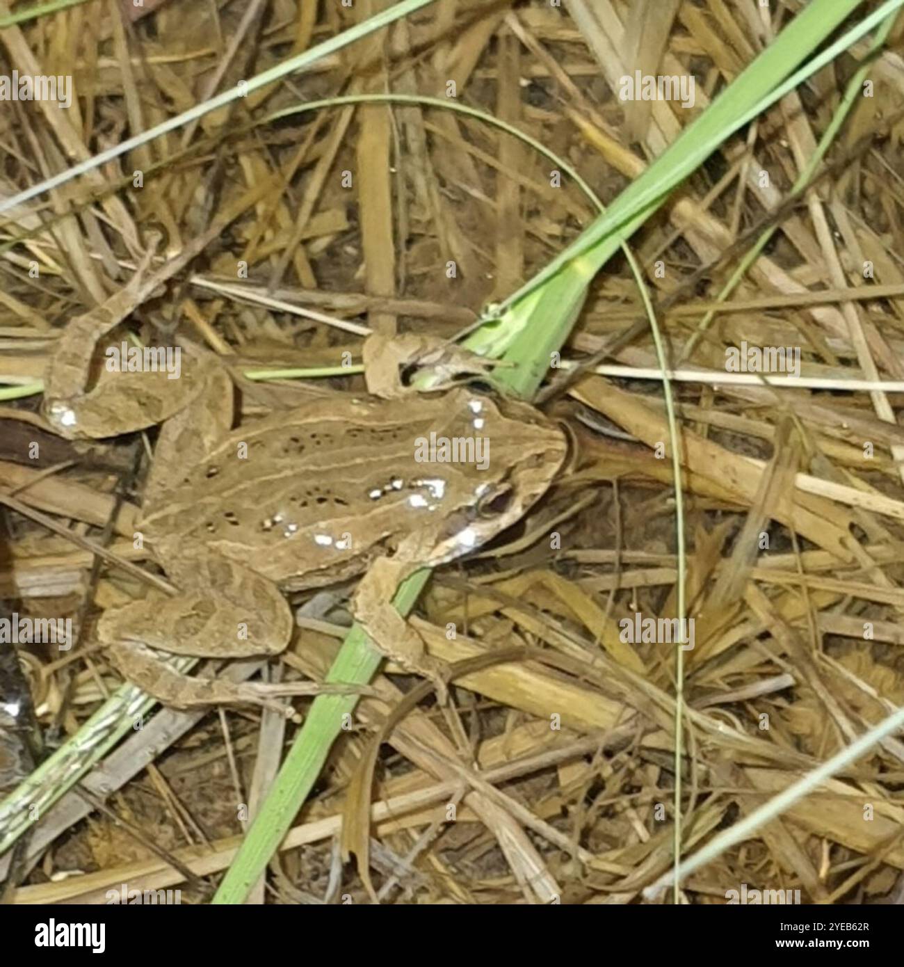 Common Eastern Froglet (Crinia signifera Stock Photo - Alamy