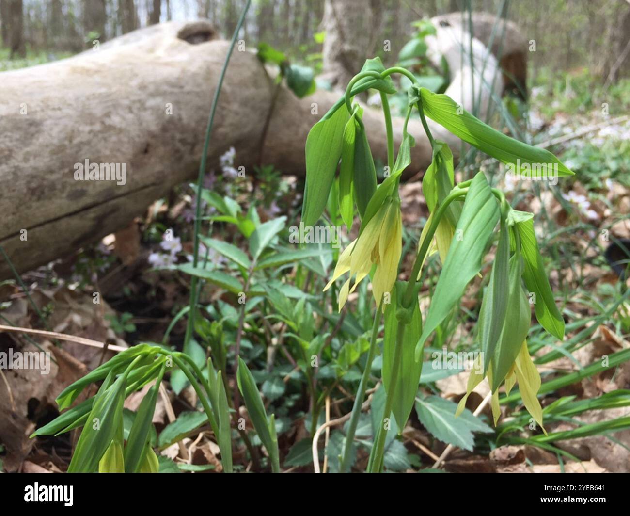 Largeflower hi-res stock photography and images - Alamy