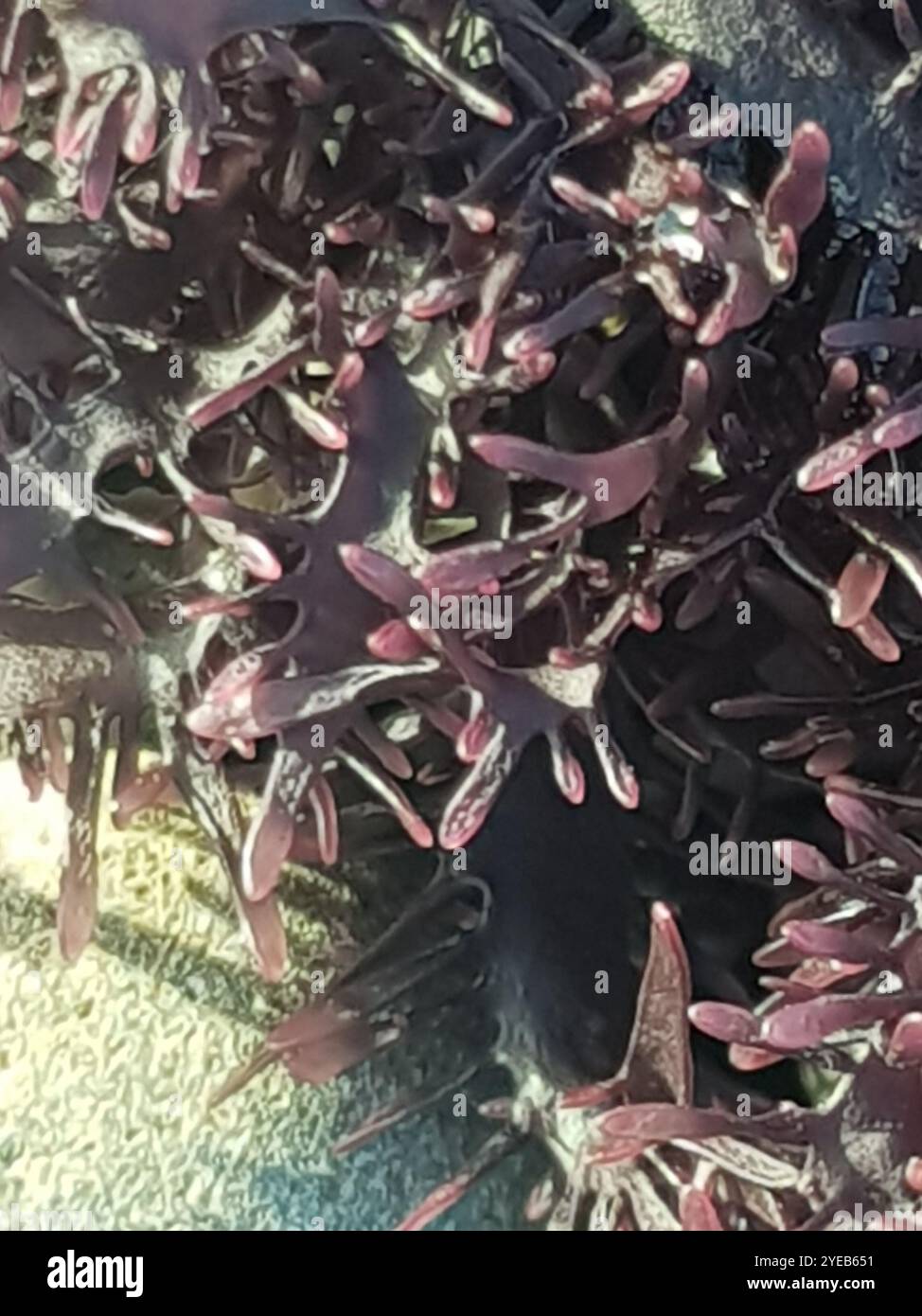 red algae (Rhodophyta Stock Photo - Alamy