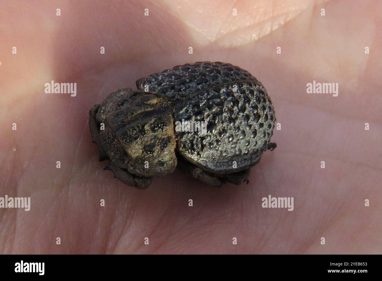 Carcass Beetles (Omorgus Stock Photo - Alamy