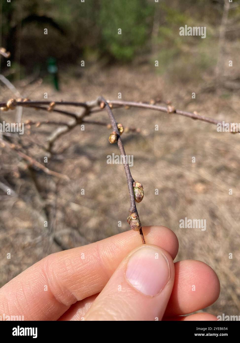 Dwarf Hackberry (Celtis tenuifolia Stock Photo - Alamy