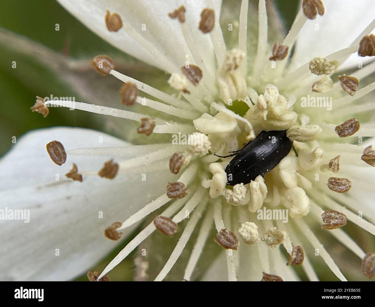 False Flower Beetles (Scraptiidae Stock Photo - Alamy