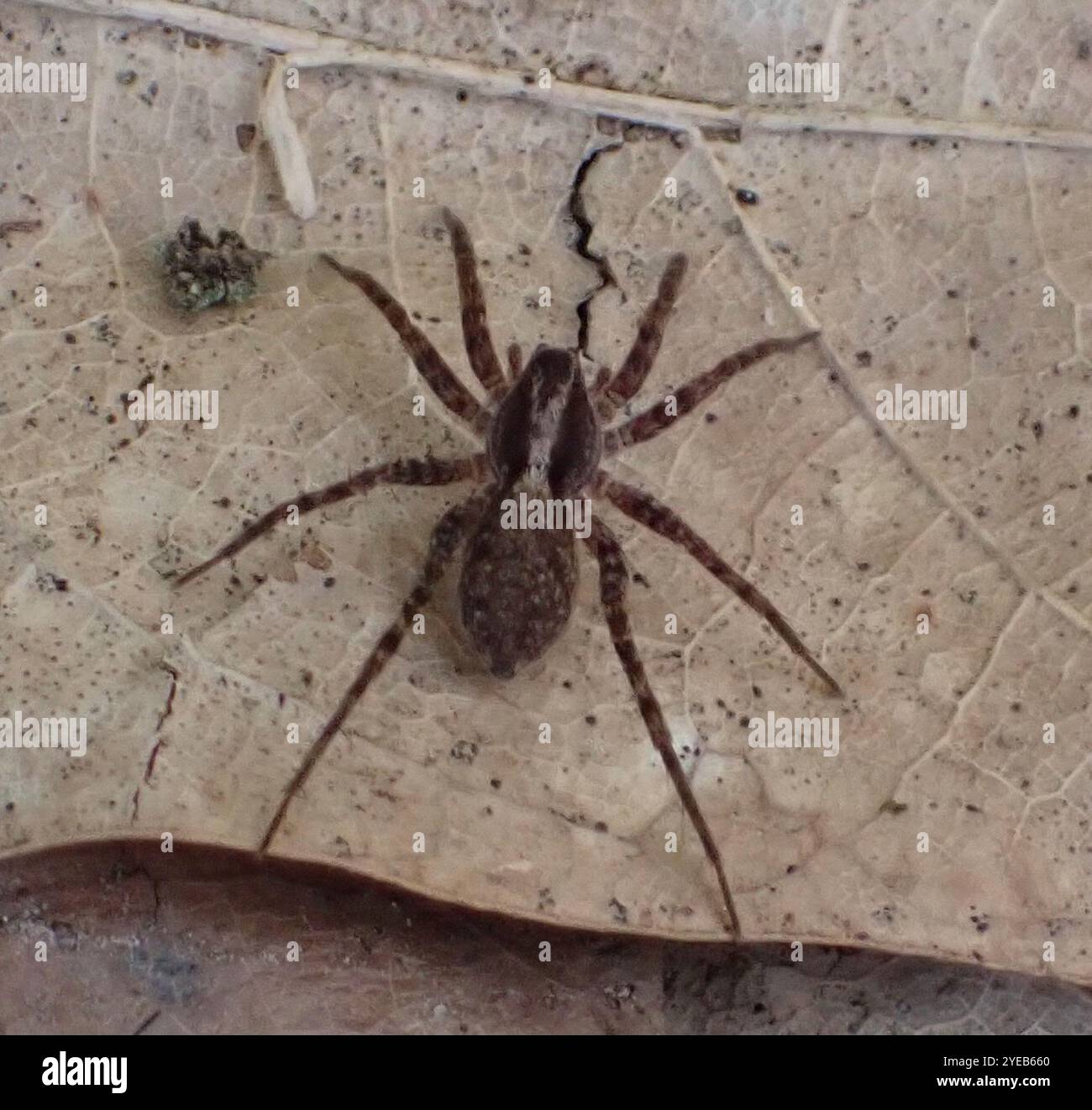 Thin-legged Wolf Spiders (Pardosa Stock Photo - Alamy