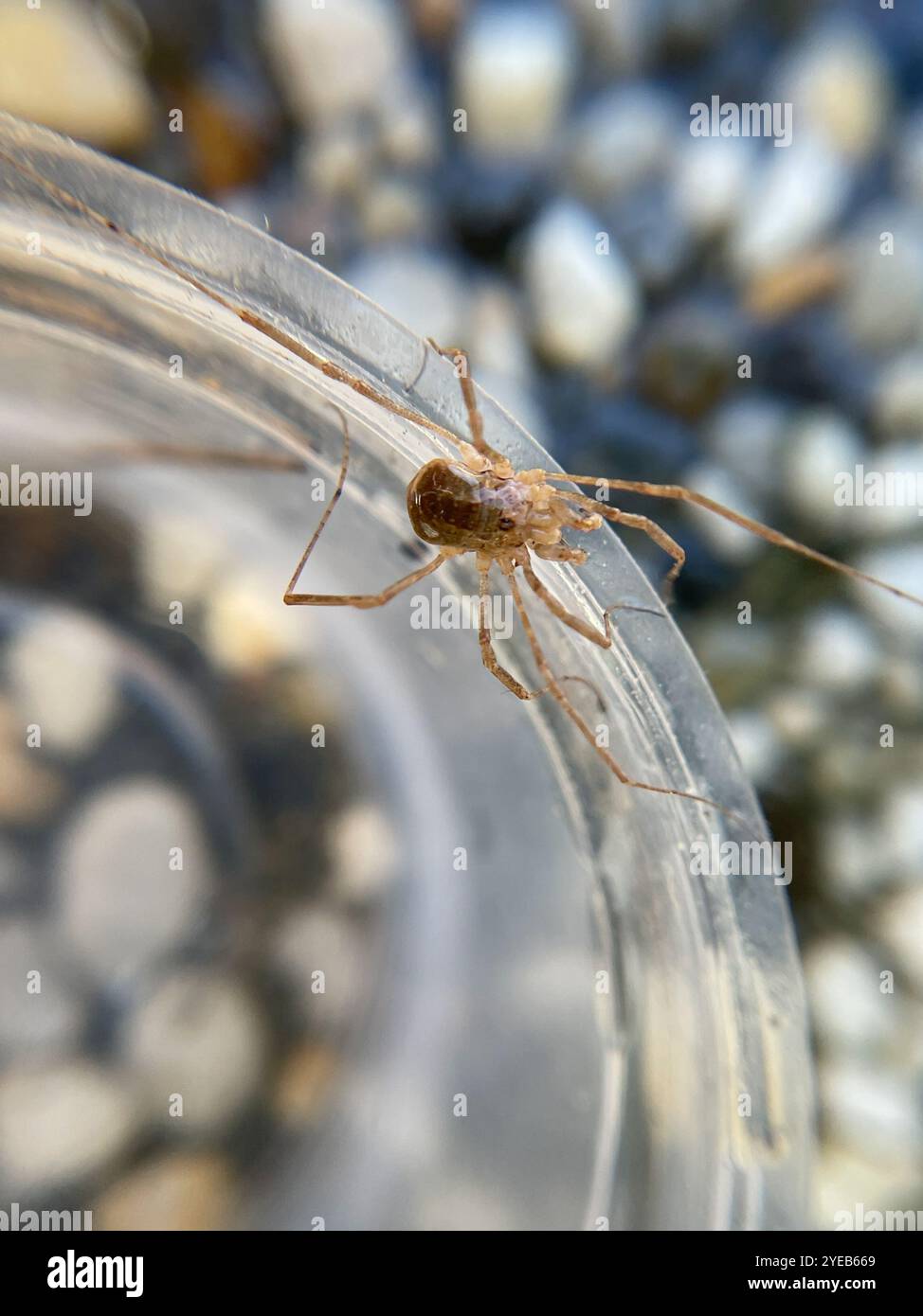 Protolophus hi-res stock photography and images - Alamy